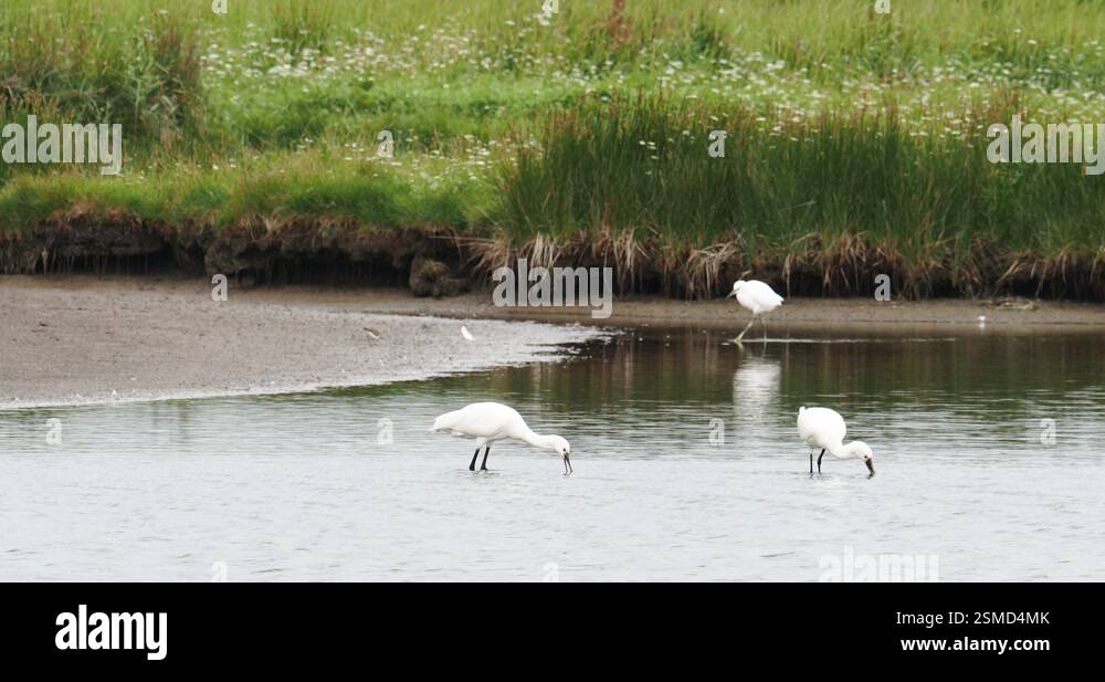 Spoonbill, Platalea leucorodia with Little Egret; Egretta garzetta at ...