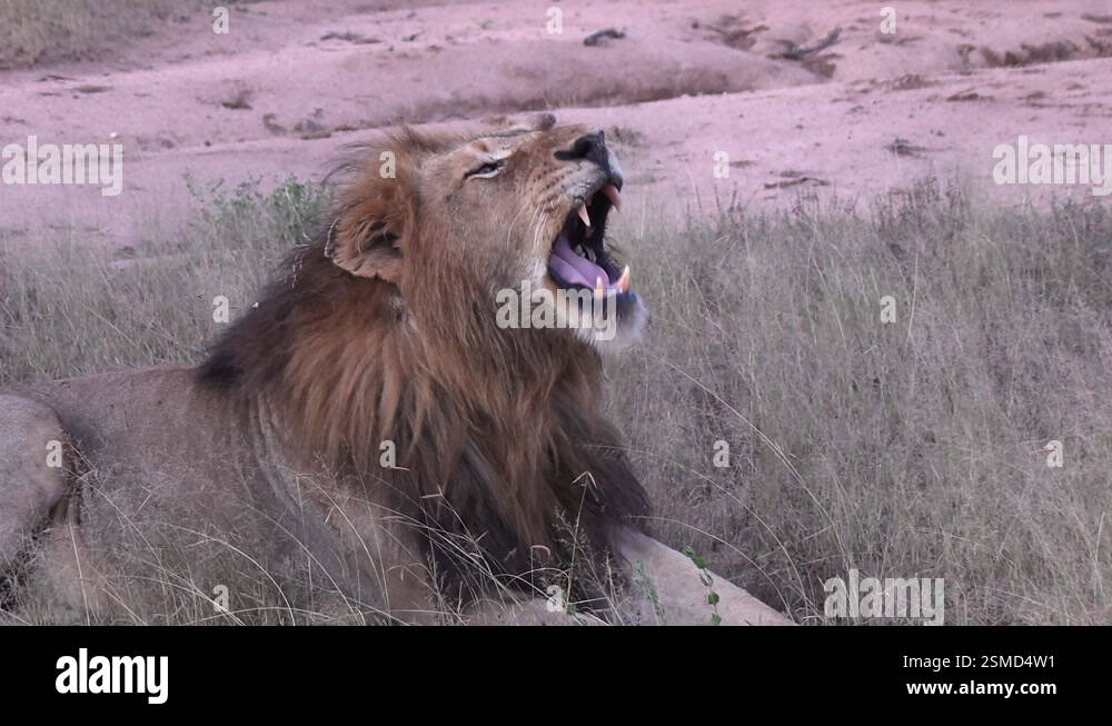 A lion stretching Stock Videos & Footage - HD and 4K Video Clips - Alamy