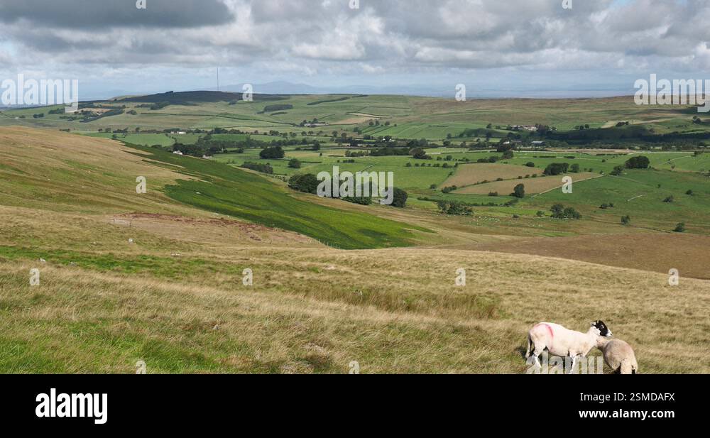 Sheep grazing on the Caldbeck Fells, Lake District, UK Stock Video ...