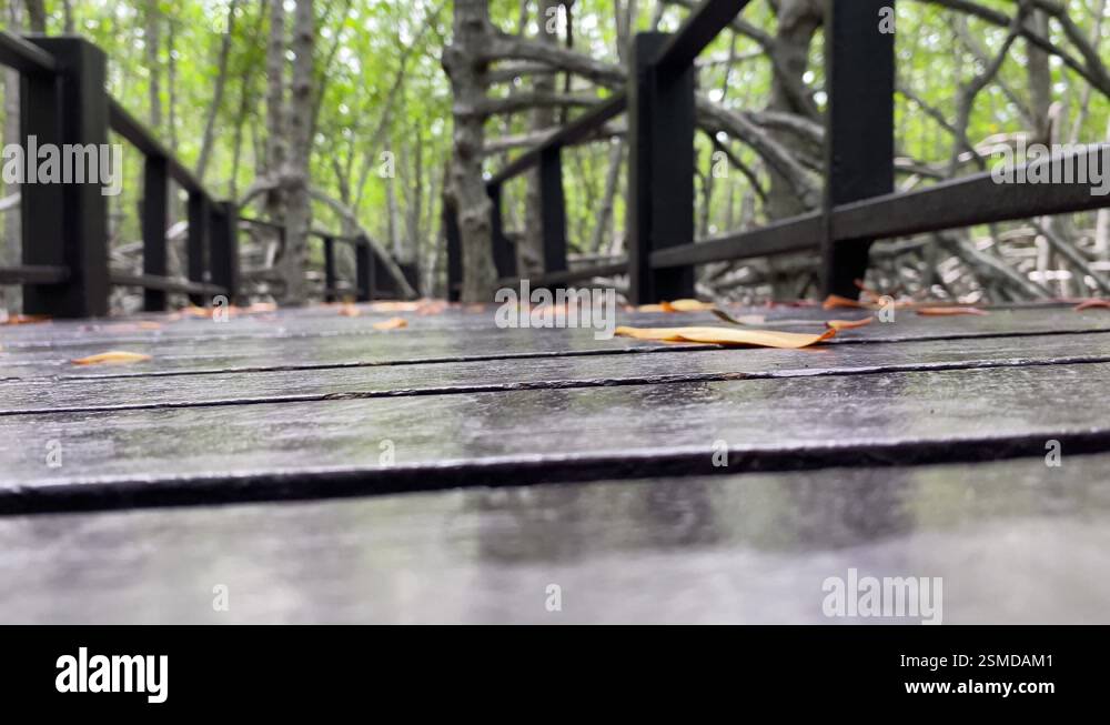 Low angle shot moving forward slowly on wooden pathway at mangroves ...