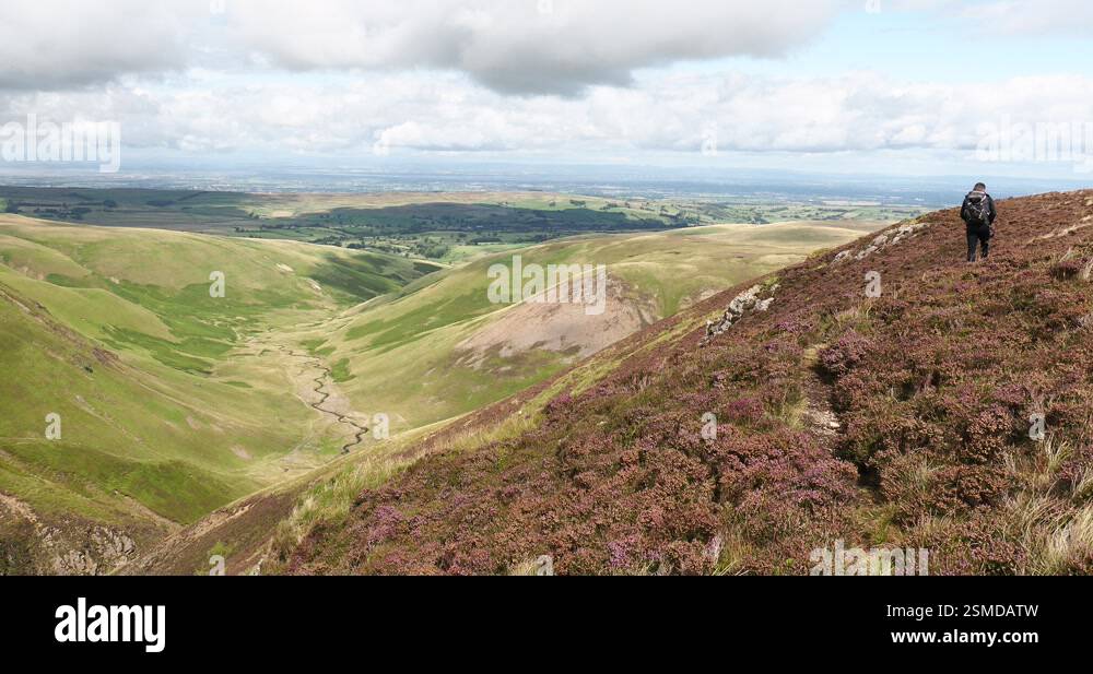 Heather blooming on Great Lingy Hill in the Caldbeck Fells, Lake ...