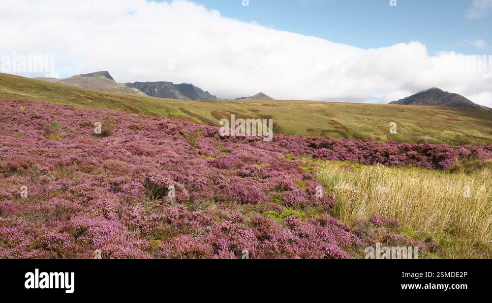 Heather blooming above Brodick on Arran on Scotlands west coast, UK ...