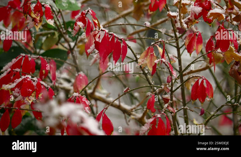 First Snow Fall In Red Colors Of Autumn Foliage. Slow Motion Stock ...