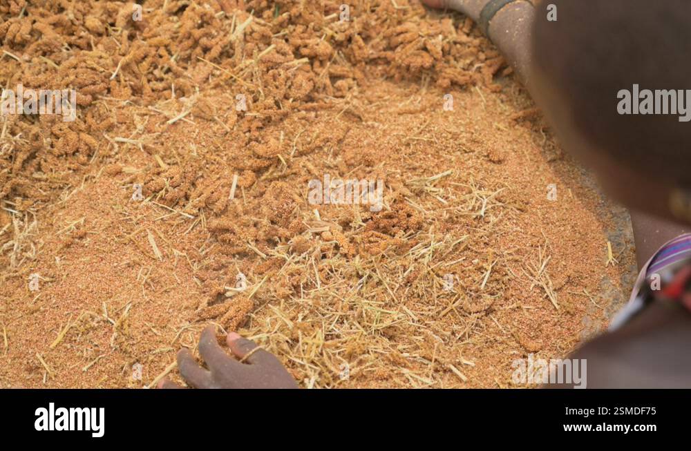 African girl using traditional hammer to pulverize cereals in Uganda ...