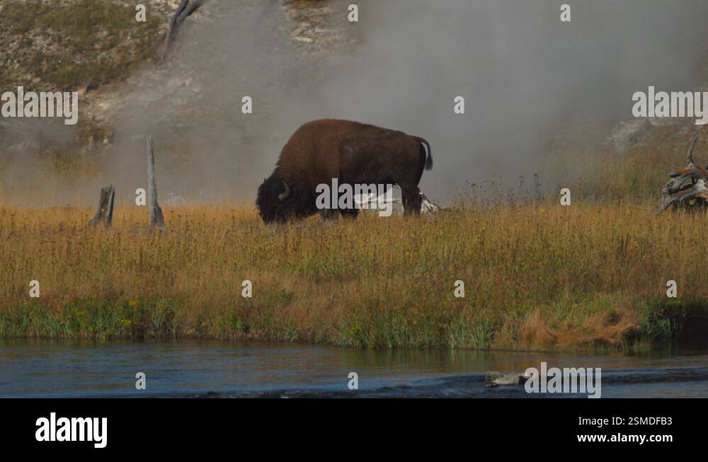 Cinematic slow motion zoom national geo epic huge Buffalo in grass ...
