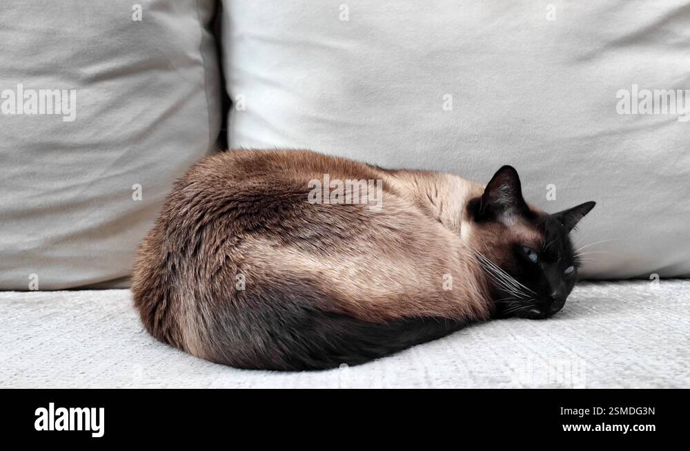 Beautiful Brown Siamese cat with white paws open eyes and raise head on ...
