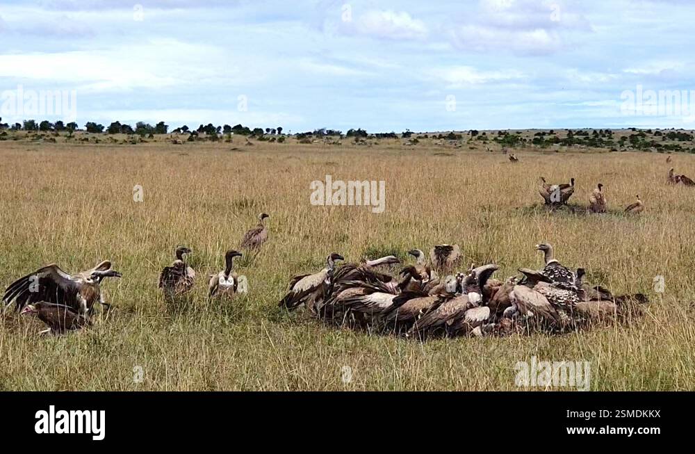 Vultures eating a wildebeest carcass in Maasai Mara Stock Video Footage ...