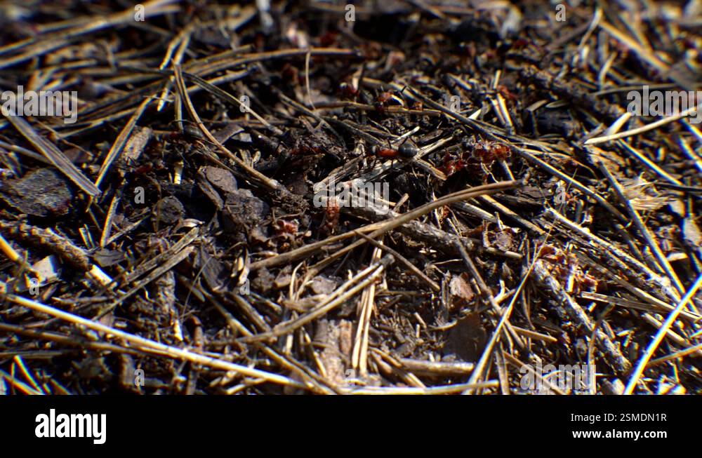 Colony Ants In Dry Forest. Insect Wildlife. Brown Ants.Ant Worker Stock ...