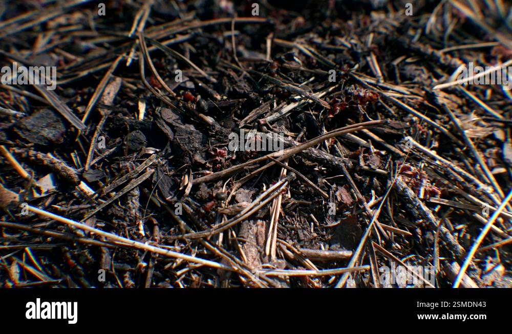 Colony Ants In Dry Forest. Insect Wildlife. Brown Ants.Ant Worker Stock ...