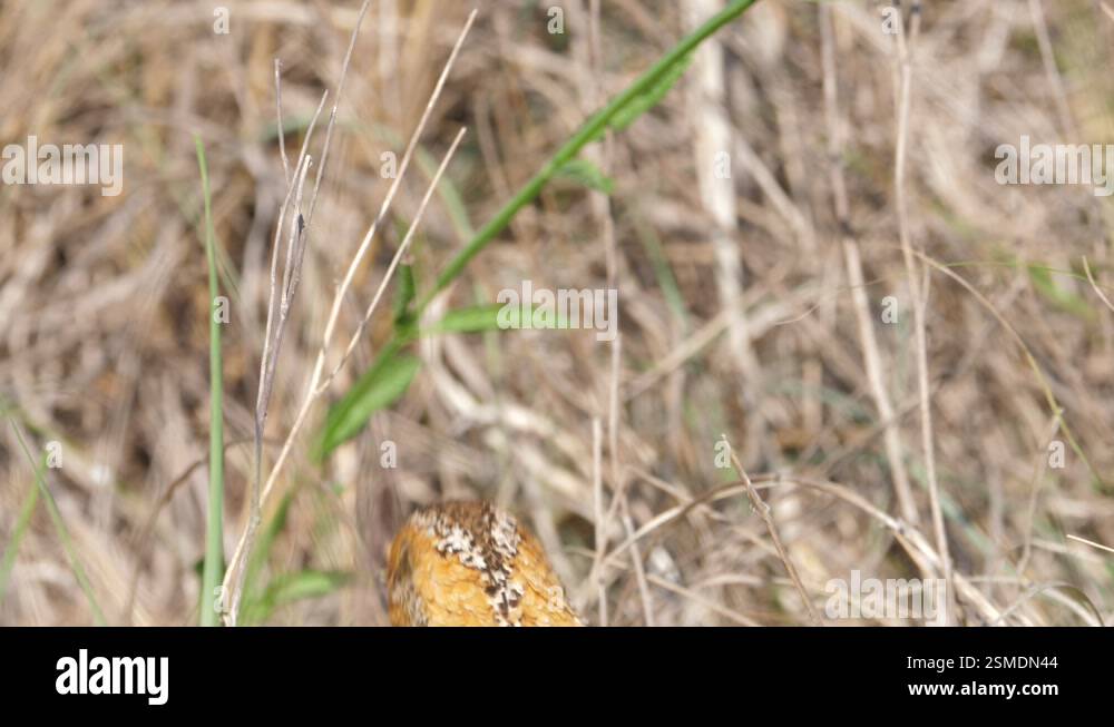 Nervous red winged francolin bends neck down and disappears between ...