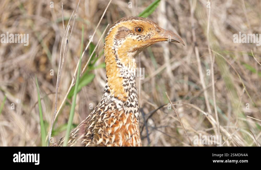 Macro: Red Winged Francolin head and neck looking around Stock Video ...