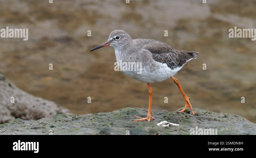 A Common Redshank, Tringa totanus in Titchwell, Norfolk, UK Stock Video ...