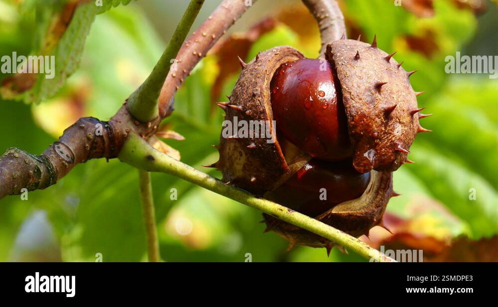 Conkers on a Horse Chestnut tree in Ambleside, Lake District, UK Stock ...