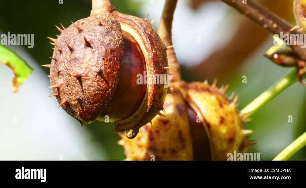 Conkers on a Horse Chestnut tree in Ambleside, Lake District, UK Stock ...
