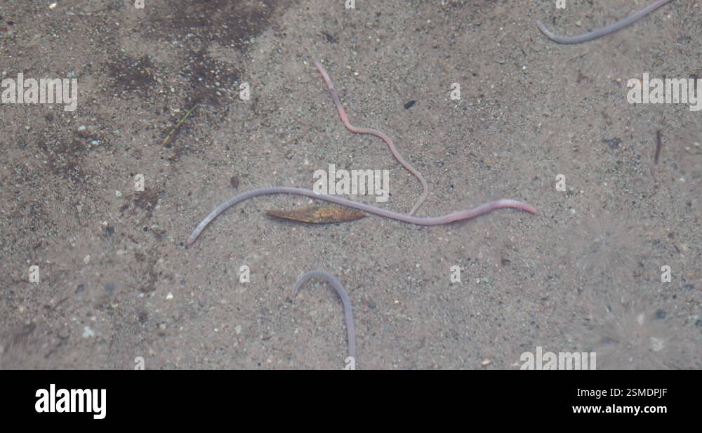 Worms caught in flooding on the River Brathay in Ambleside, Lake ...