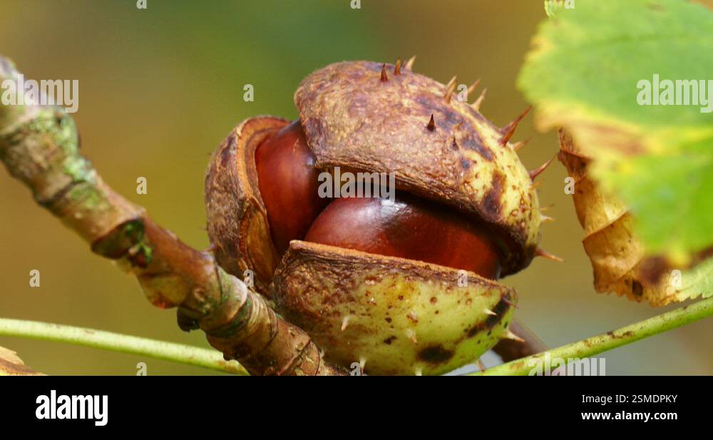 Conkers on a Horse Chestnut tree in Ambleside, Lake District, UK Stock ...