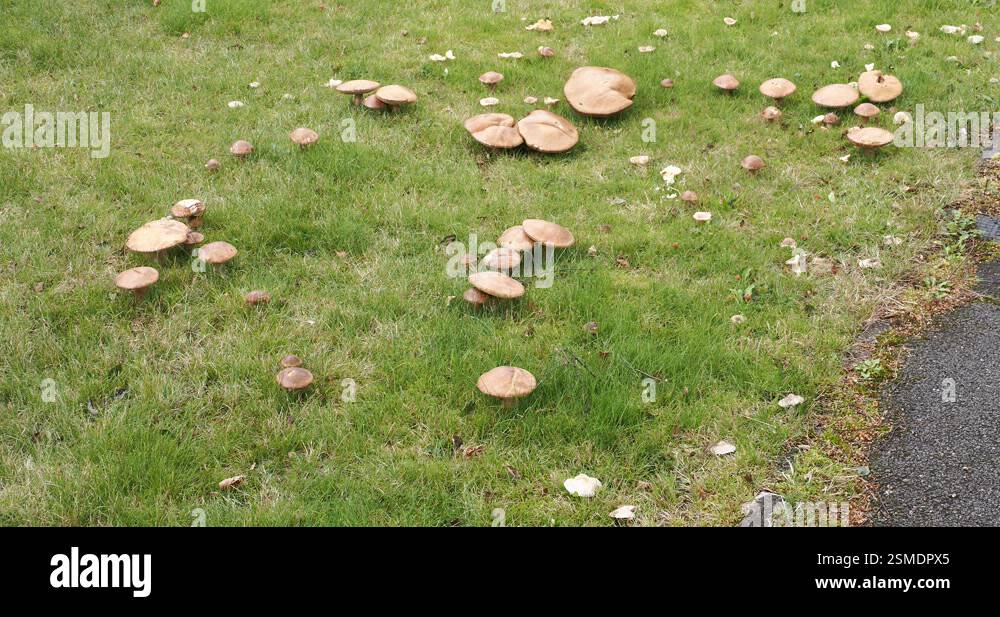 Funghi growing on a lawn in Quorn near Loughborough, Leicestershire, UK ...