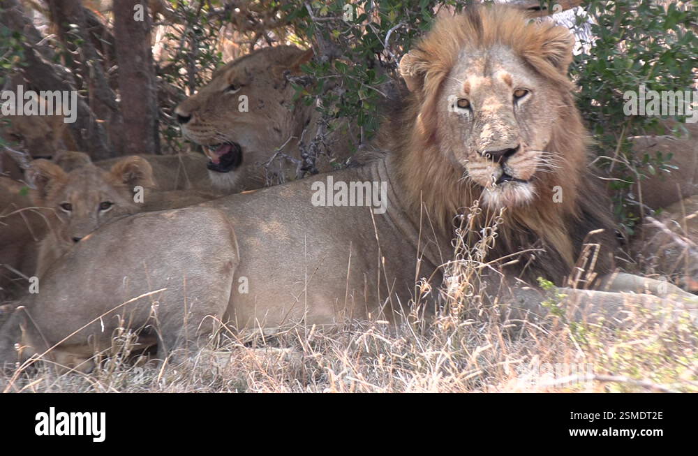 Male lion resting with his pride, Group of lions relaxing under tree ...