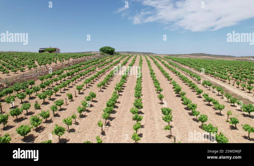 Aerial dolly along tree farm nursery rows of planted saplings at midday ...