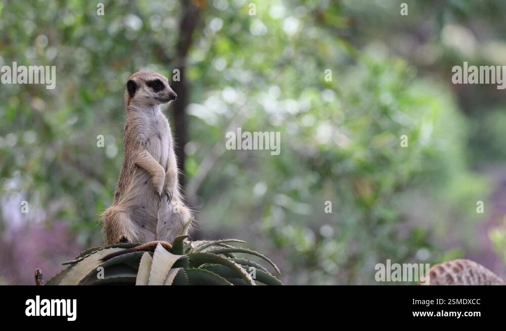Curiosity tree Stock Videos & Footage - HD and 4K Video Clips - Alamy