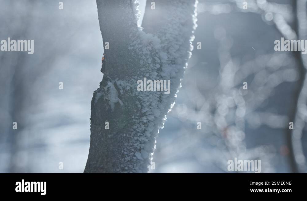 Snow tree frog Stock Videos & Footage - HD and 4K Video Clips - Alamy