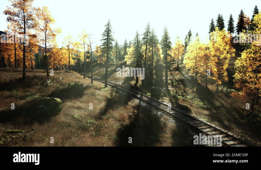 Aged railroad tracks vanishing into the shadows of a dense pine forest ...