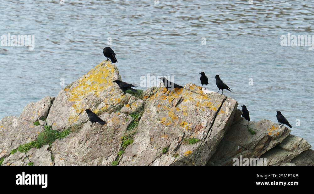 Carrion Crows, Corvus corone, at Wooltack Point, Pembrokeshire, Wales ...