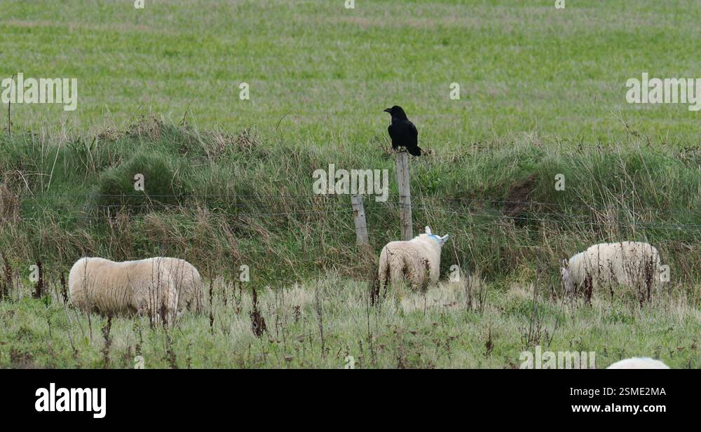 A Raven; Corvus corax at Wooltack Point, Pembrokeshire, Wales, UK Stock ...