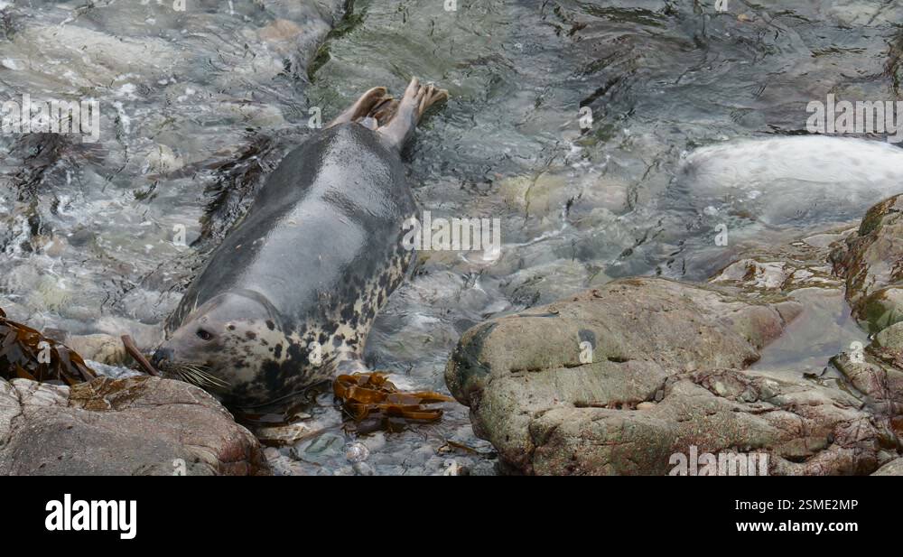 A female Grey Seal, Halichoerus grypus with her pup at Wooltack Point ...
