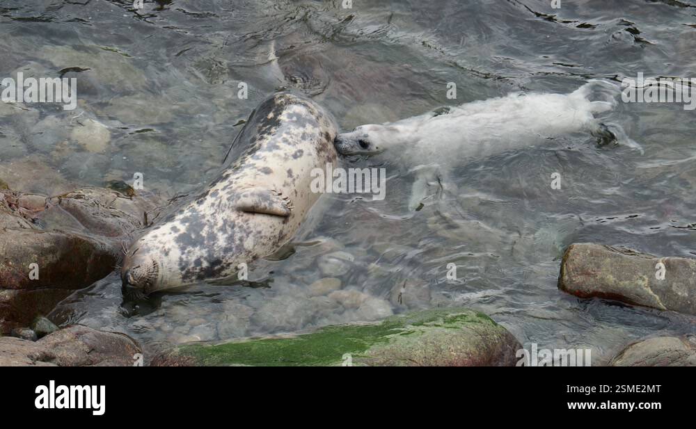 A female Grey Seal, Halichoerus grypus with her pup at Wooltack Point ...
