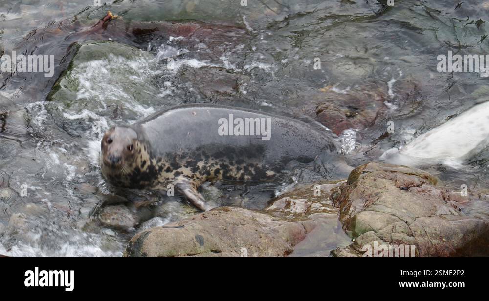 A female Grey Seal, Halichoerus grypus with her pup at Wooltack Point ...