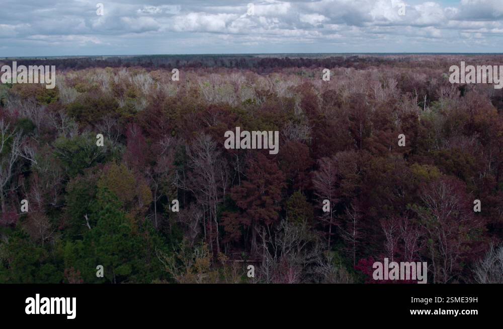 Aerial over dense Coniferous and Deciduous forest in fall in Florida ...