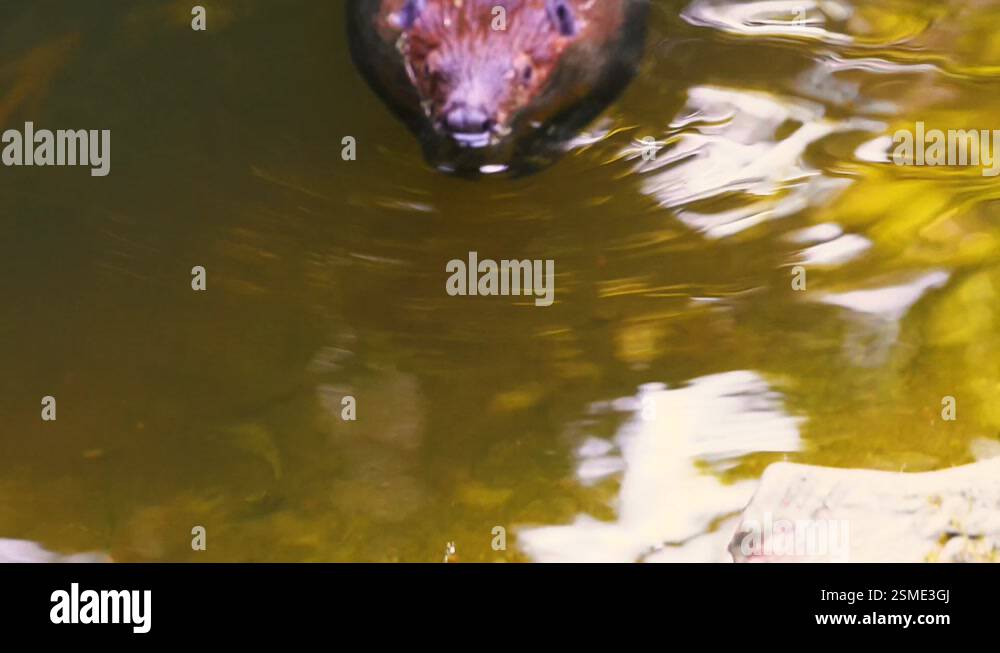 Stunning close up footage of a brown Beaver swimming in its natural ...