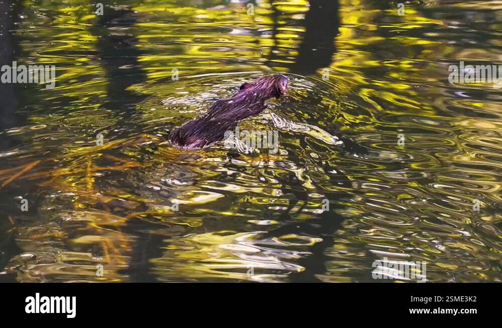 Stunning close up footage of a brown Beaver swimming in its natural ...