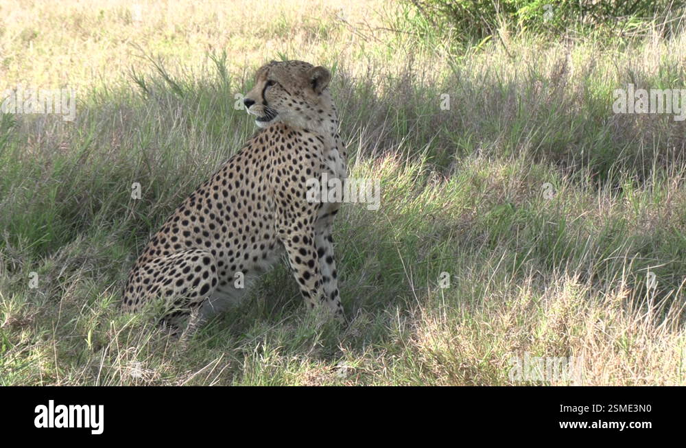 Scanning wilderness landscape Stock Videos & Footage - HD and 4K Video ...