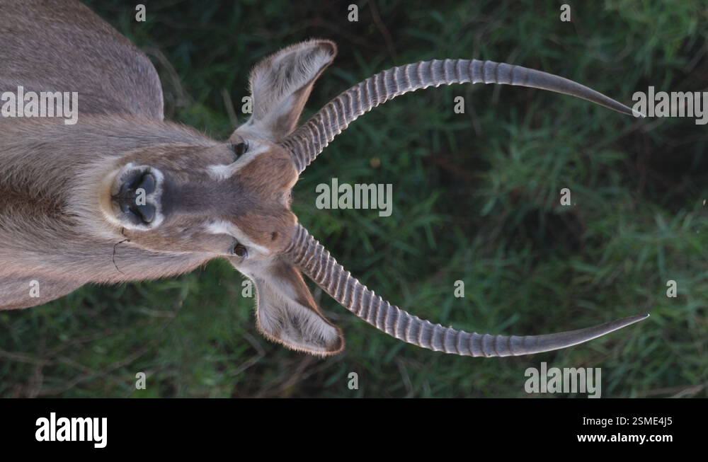Waterbuck habitat Stock Videos & Footage - HD and 4K Video Clips - Alamy
