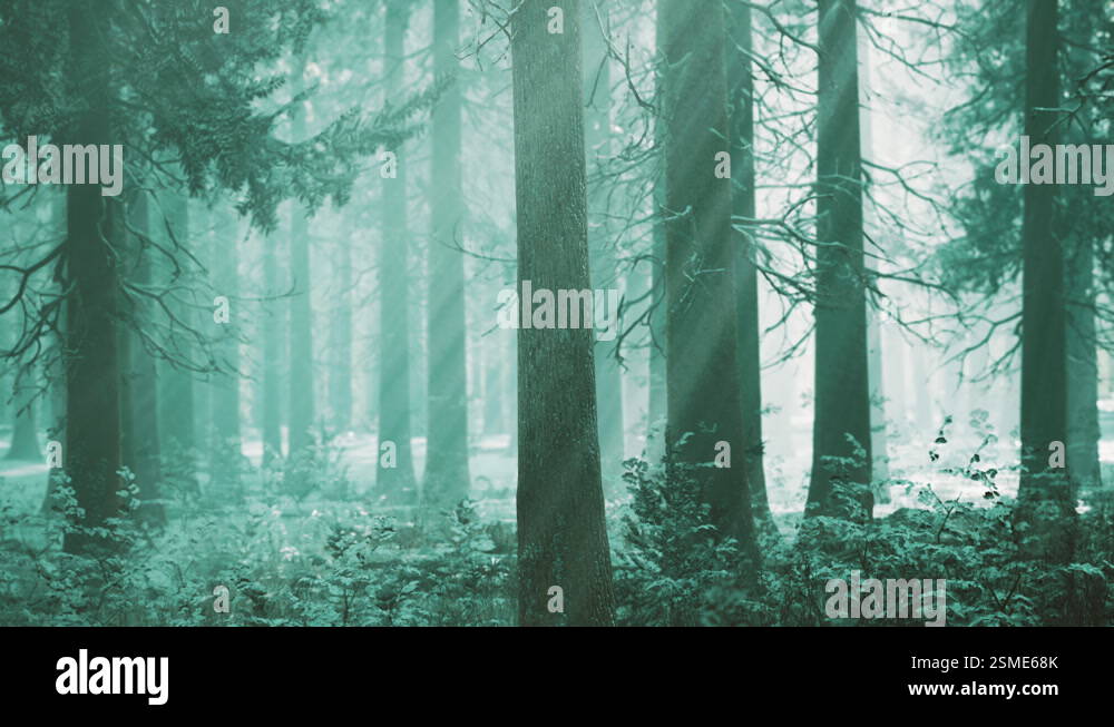 Beech scene Stock Videos & Footage - HD and 4K Video Clips - Alamy