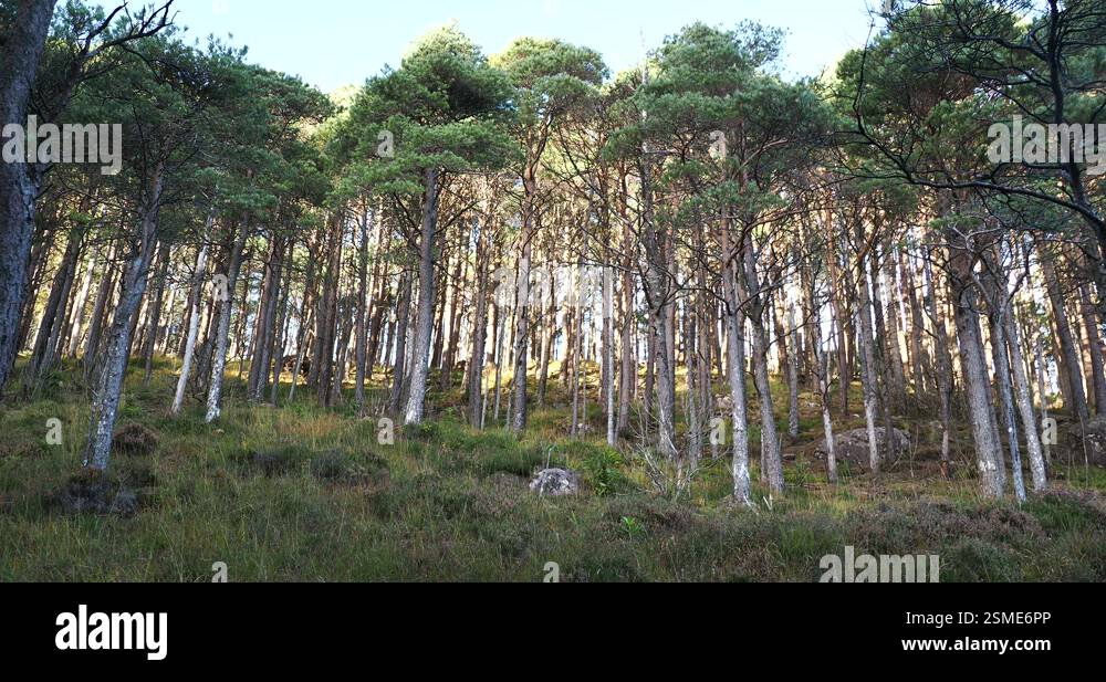 Scots Pine, Pinus sylvestris, remnants of the Caledonian pine forest on ...