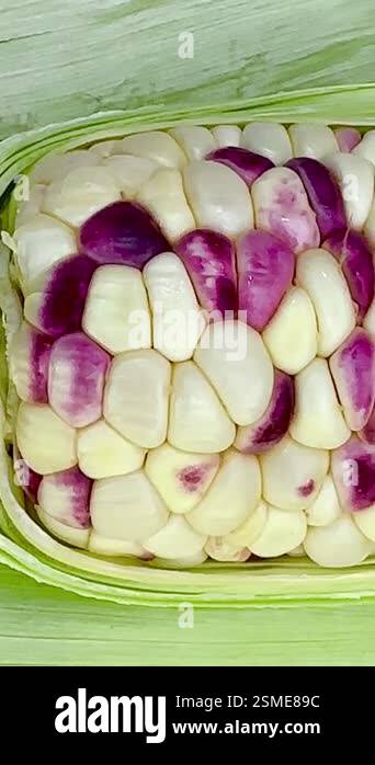 Close-up video of a corn cob with its uniquely colored pattern. Most of ...