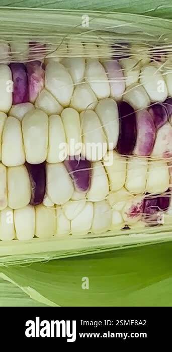 Close-up video of a corn cob with its uniquely colored pattern. Most of ...