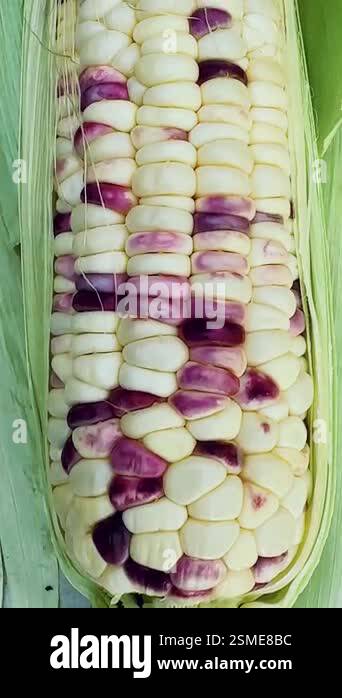 Close-up video of a corn cob with its uniquely colored pattern. Most of ...