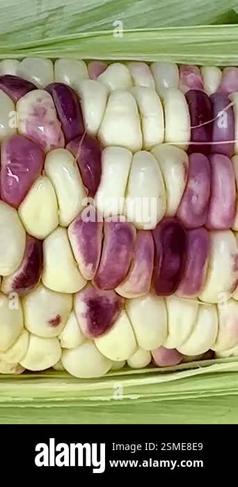 Close-up video of a corn cob with its uniquely colored pattern. Most of ...