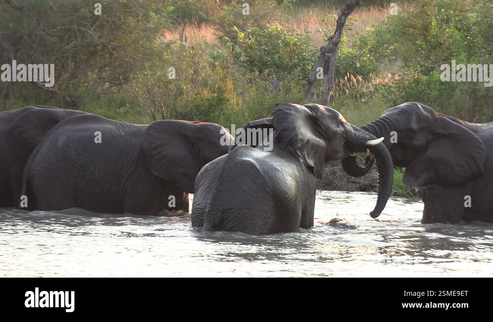 A family of elephants cools themselves from the African sun while ...