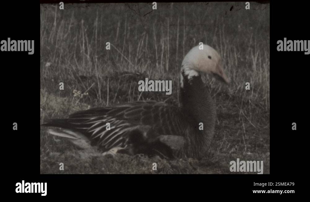 1970s: Jaeger eats eggs from a goose nest. Snow goose on nest with a ...