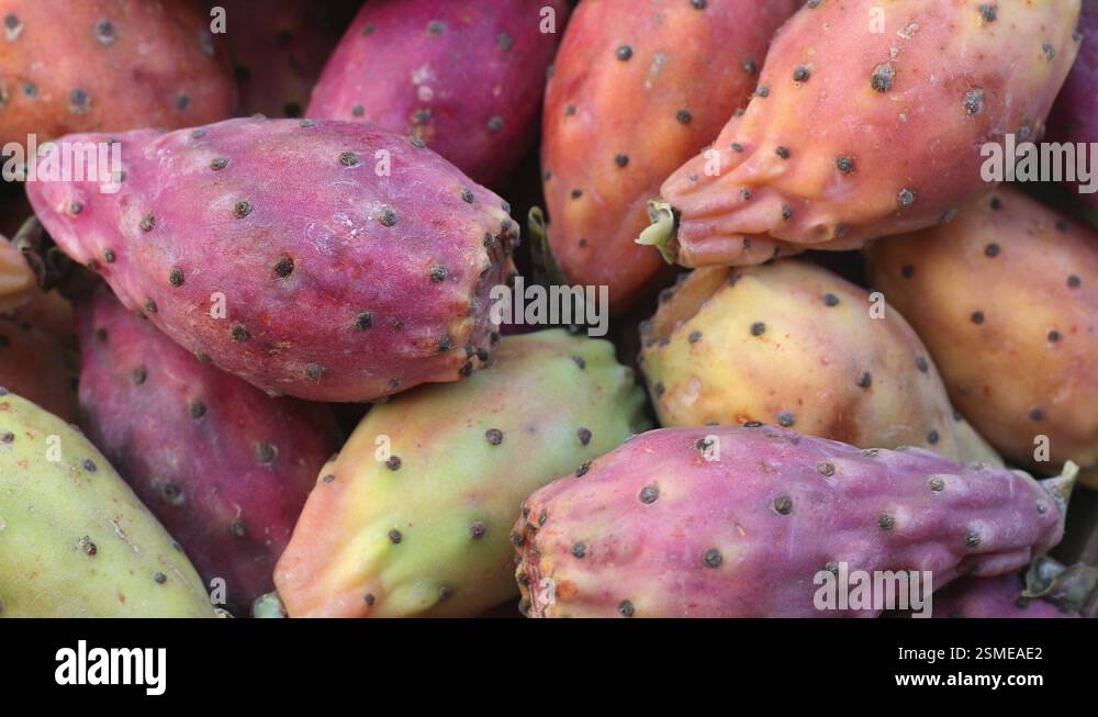 Prickly pear purple fruit close up Stock Video Footage - Alamy