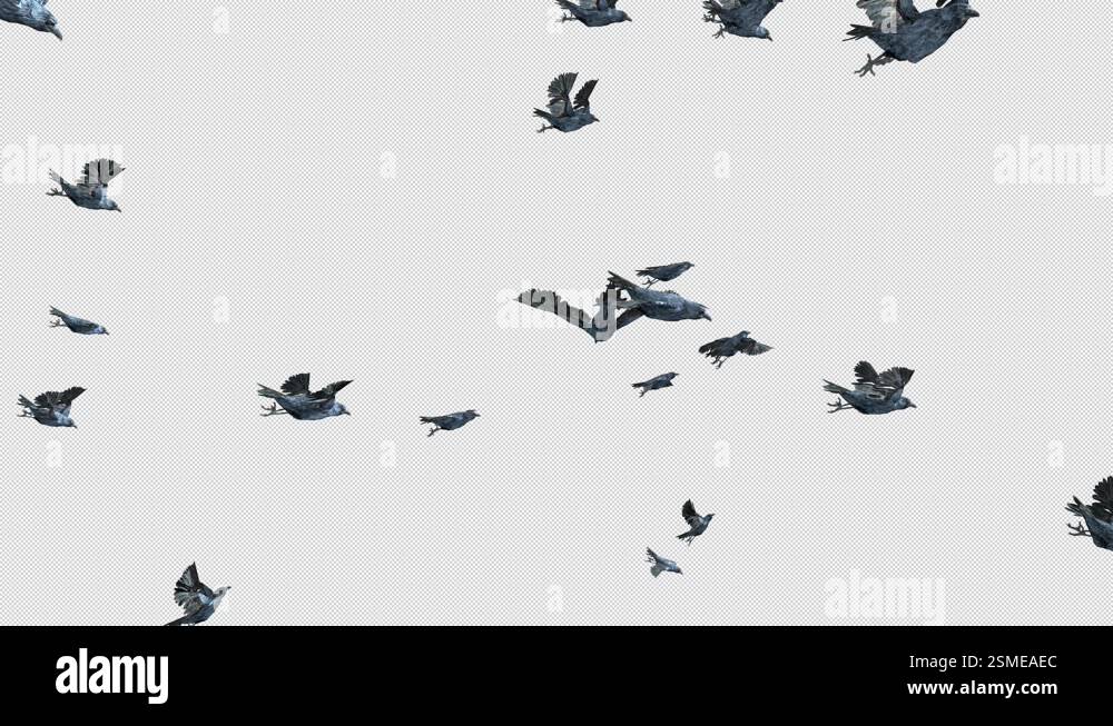 Crow, Bird, Bat, 3D Render, With Alpha Channel Stock Video Footage - Alamy