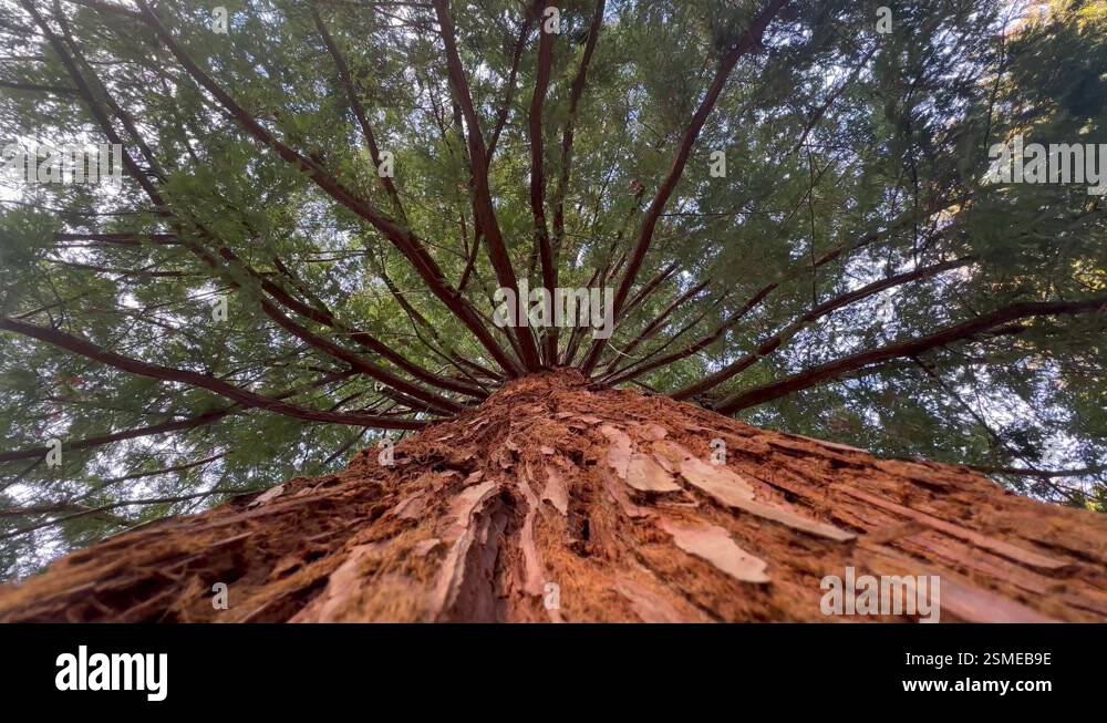 Tall redwood tree sequoia Stock Videos & Footage - HD and 4K Video ...