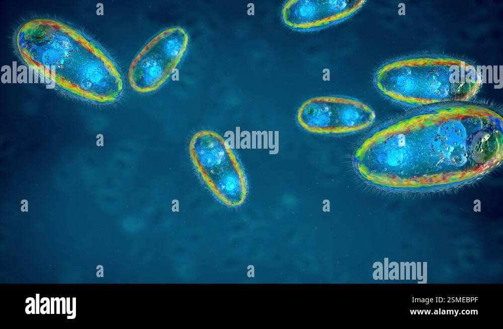 Parasitic protozoans a single-celled eukaryotes Stock Video Footage - Alamy