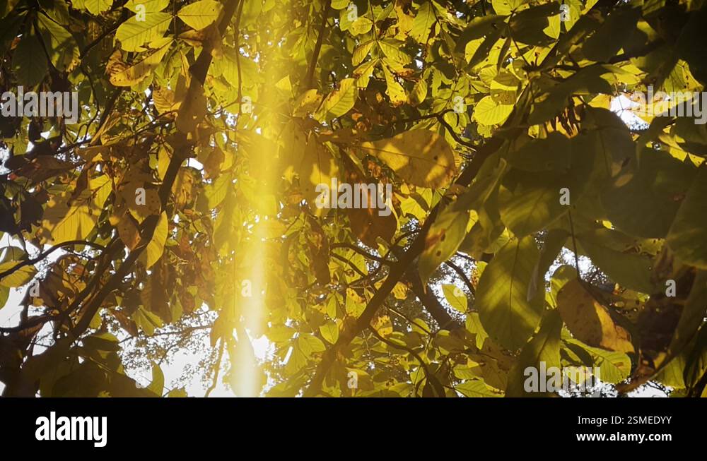 Sun beaming through tree leaves in the fall yellow and orange colors ...