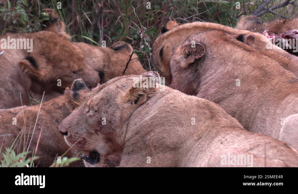 Zoom out on a pride of lions feeding together with multiple generations ...